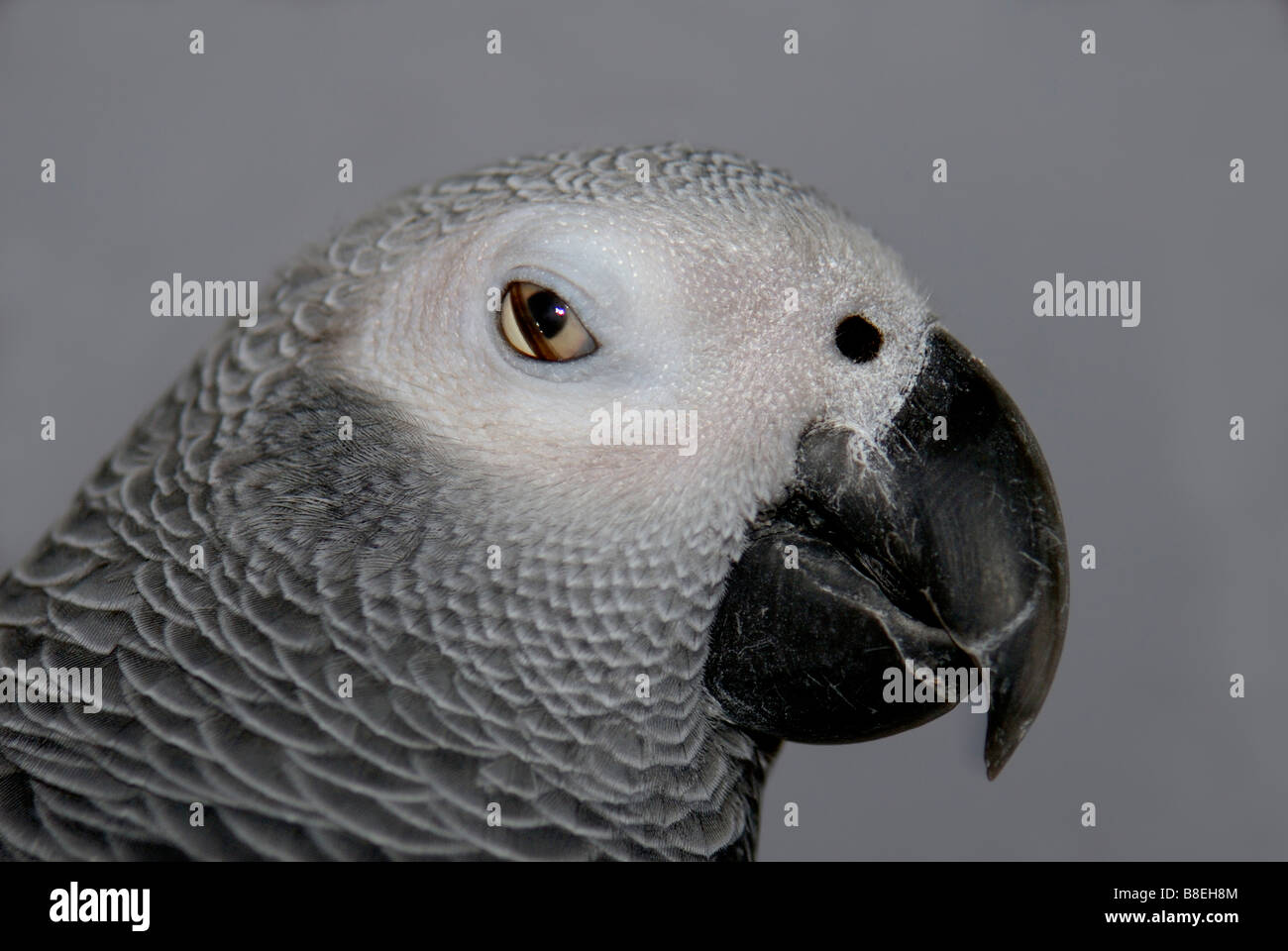 Third eyelid hi-res stock photography and images - Alamy