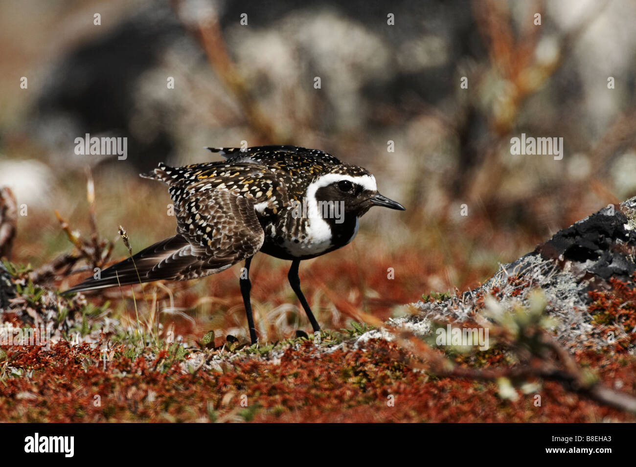 American Golden Plover Broken Wing Display Stock Photo - Alamy