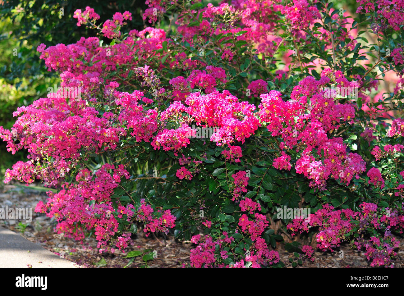 A dark pink Crepe Myrtle shrub, Langerstroemia, in full bloom Stock ...