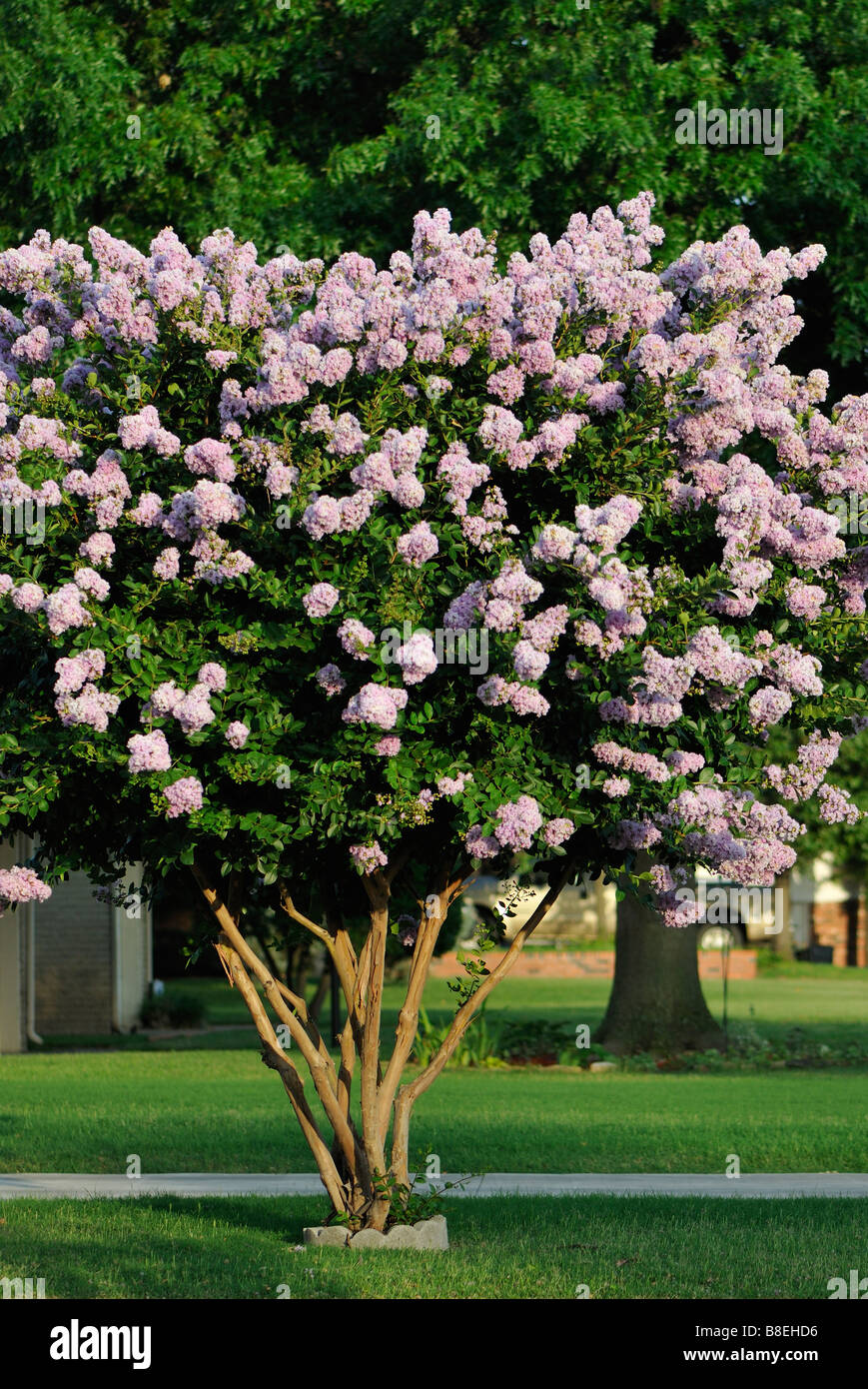 Crape Myrtle ‘early bird lavender’, Lagerstroemia indica, tree or shrub ... Crape Myrtle ‘early bird lavender’, Lagerstroemia indica, tree or shrub ...