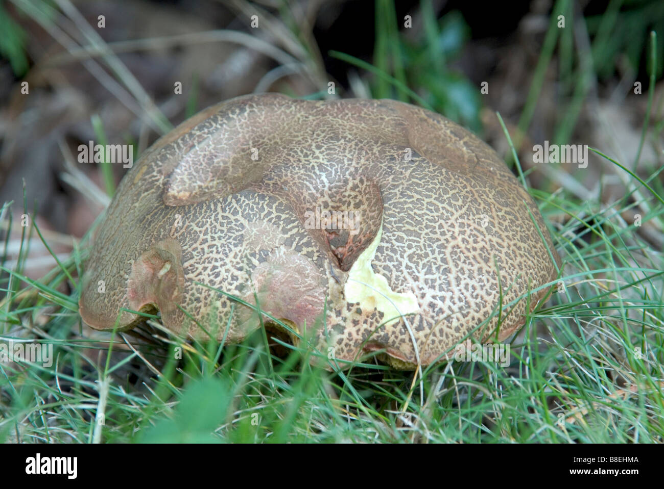 Common Earth ball fungi Stock Photo - Alamy