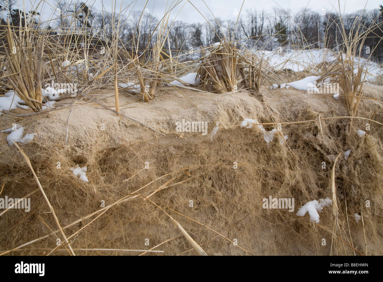 Roots horizontal root system hi-res stock photography and images - Alamy