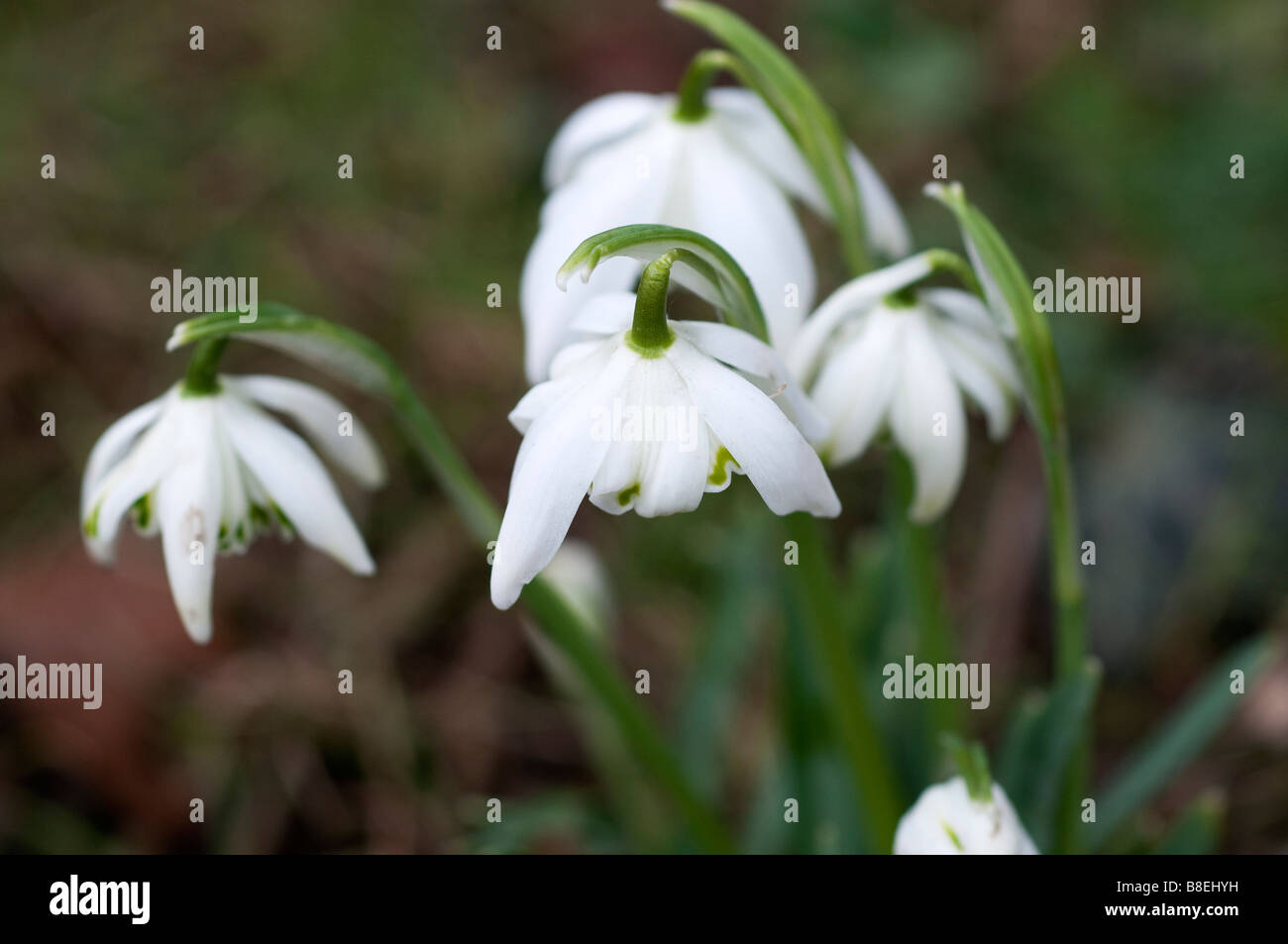 A group of snowdrops, seen from above Stock Photo - Alamy