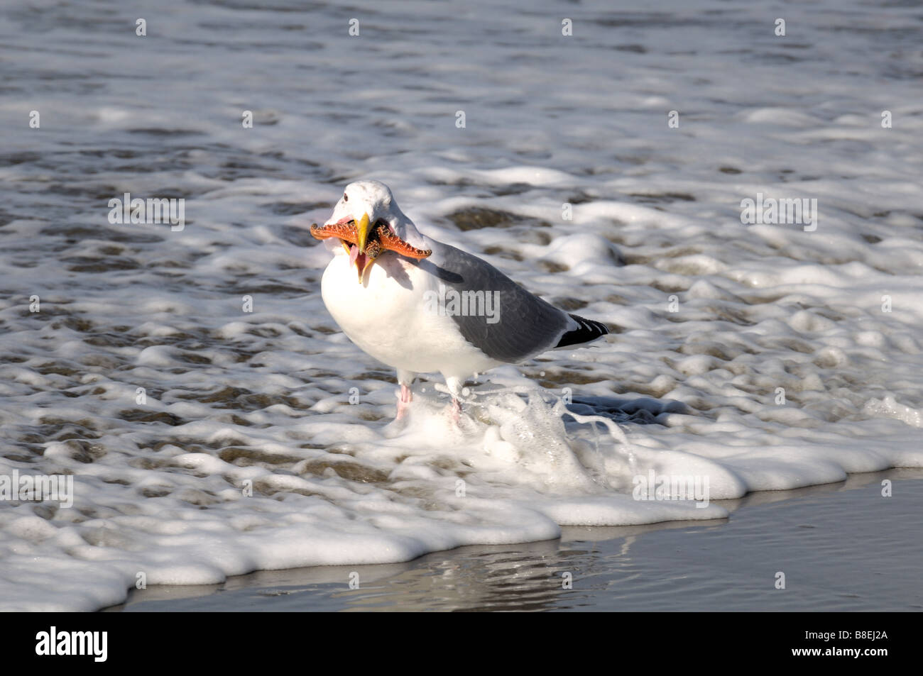 Starfish behavior hi-res stock photography and images - Alamy