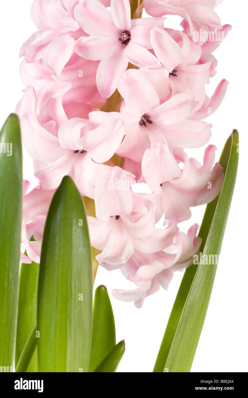 Spring holiday pink hyacinthus flowers isolated on white background ...