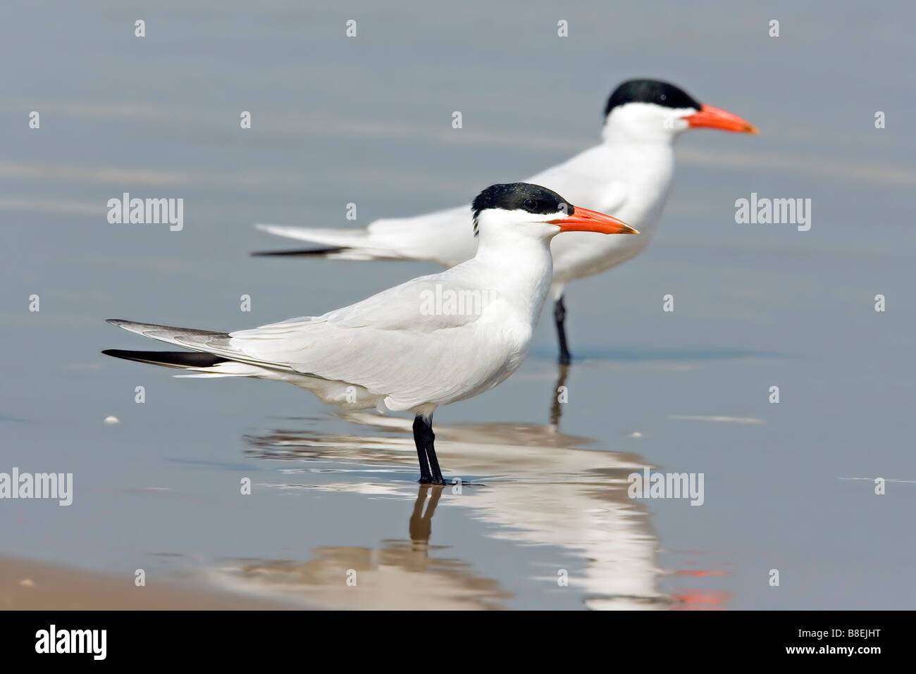 Caspian white fish hi-res stock photography and images - Alamy