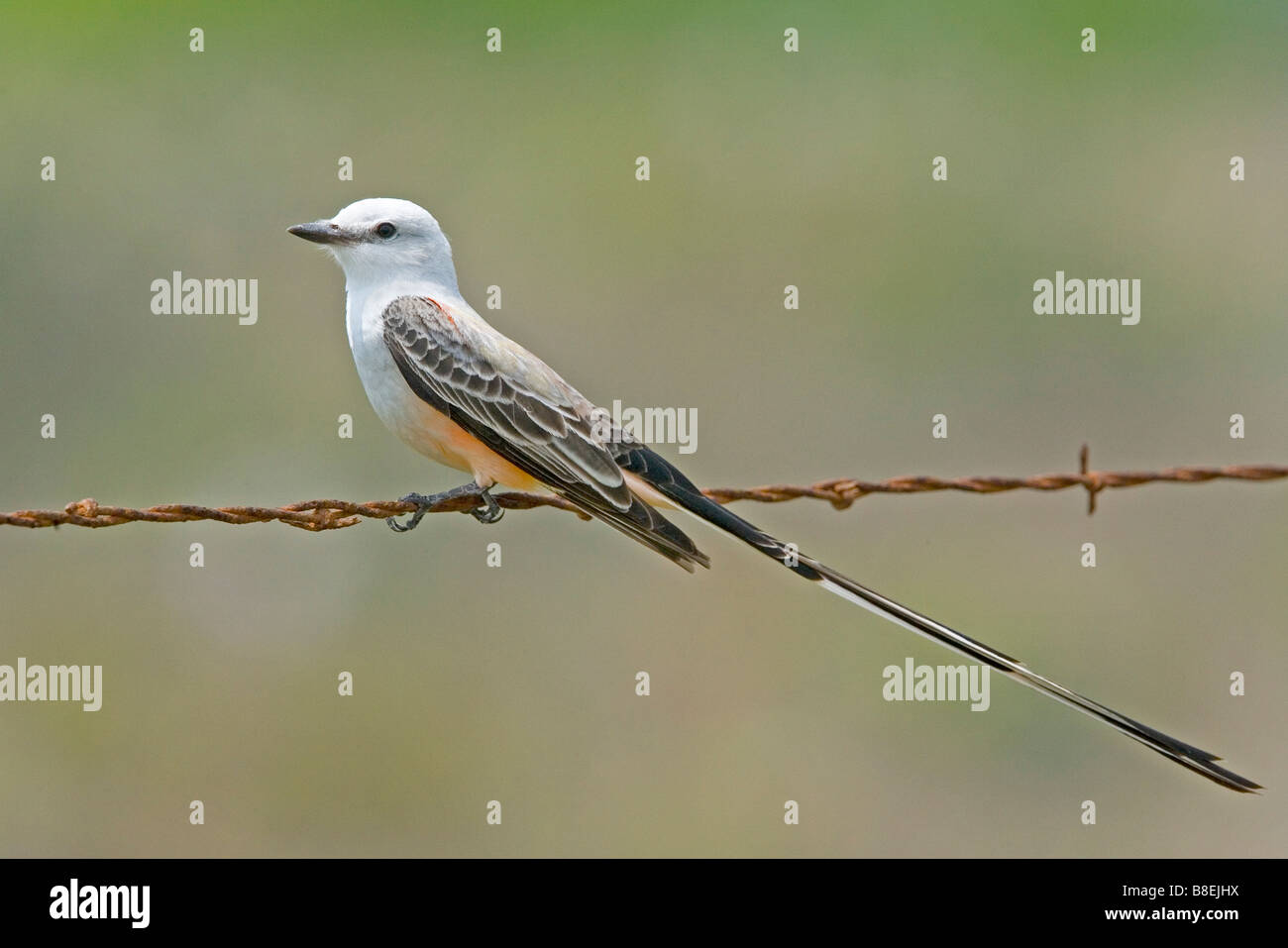 Long tailed flycatcher image hi-res stock photography and images - Alamy