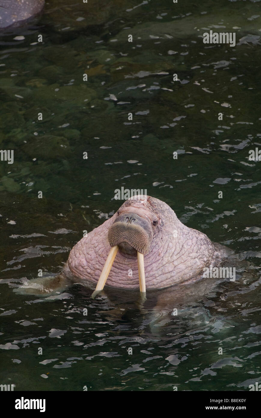 Pacific walrus tusk hi-res stock photography and images - Alamy
