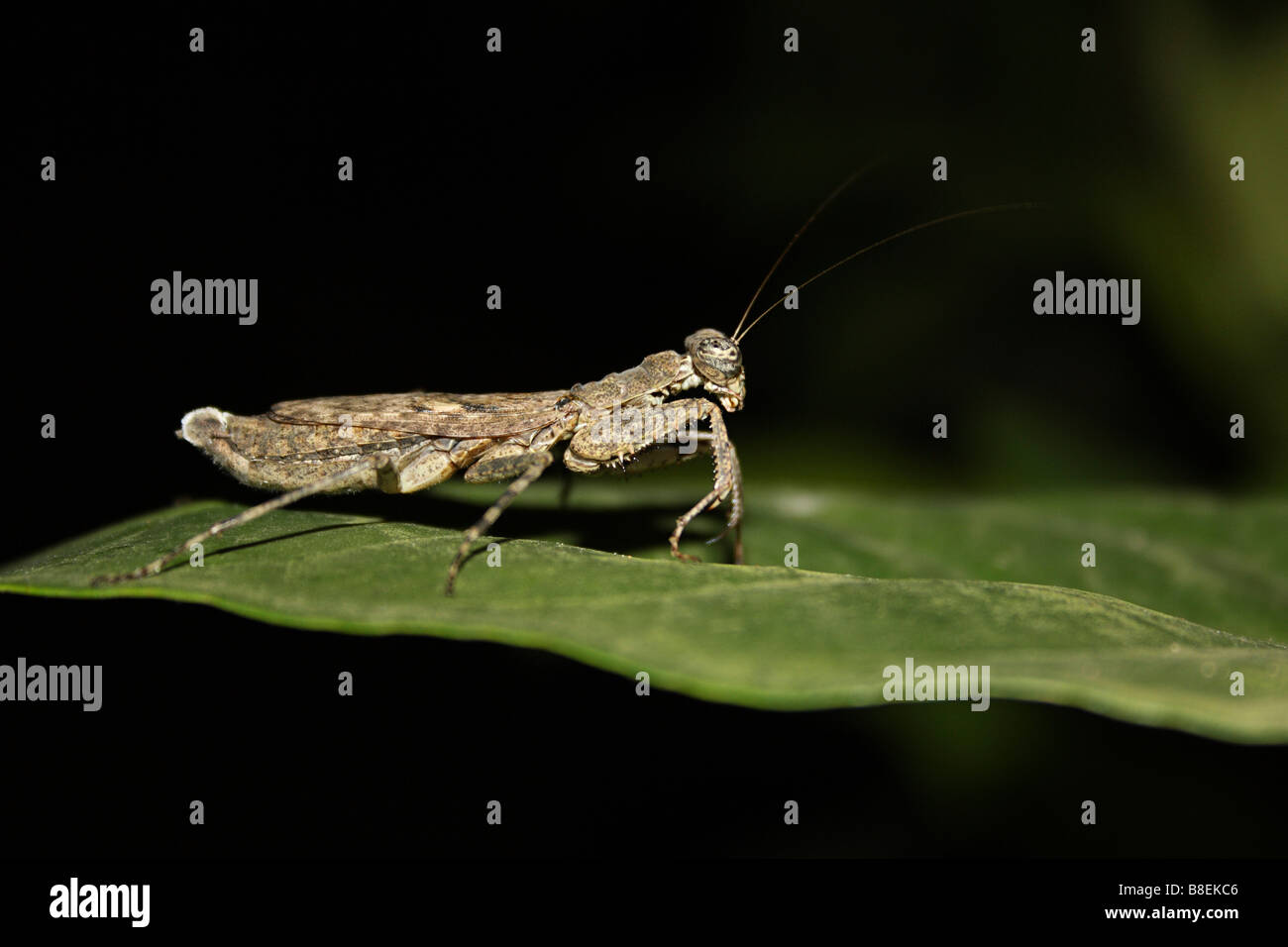 Bark mantis hi-res stock photography and images - Alamy