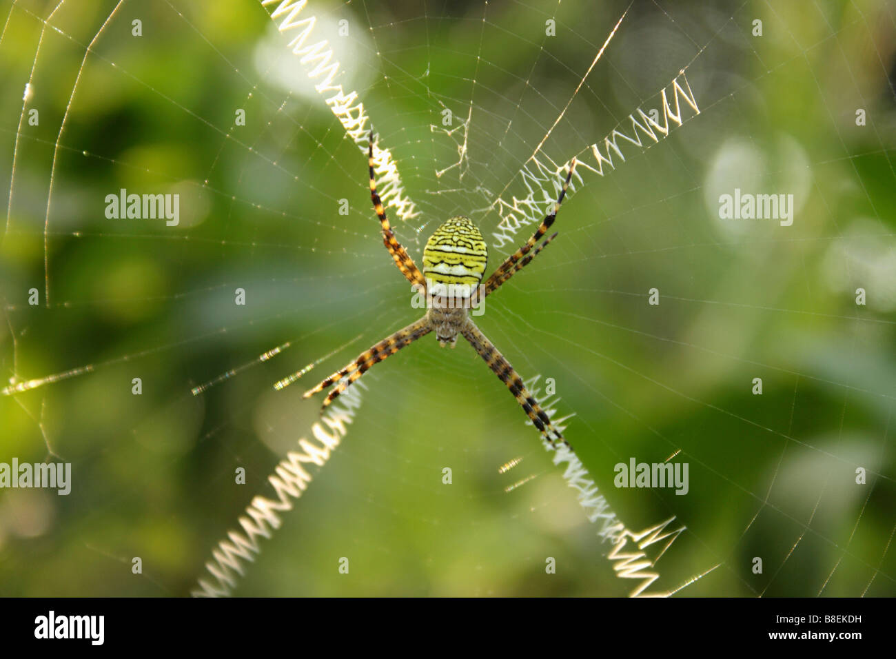 Signature spiders hi-res stock photography and images - Alamy