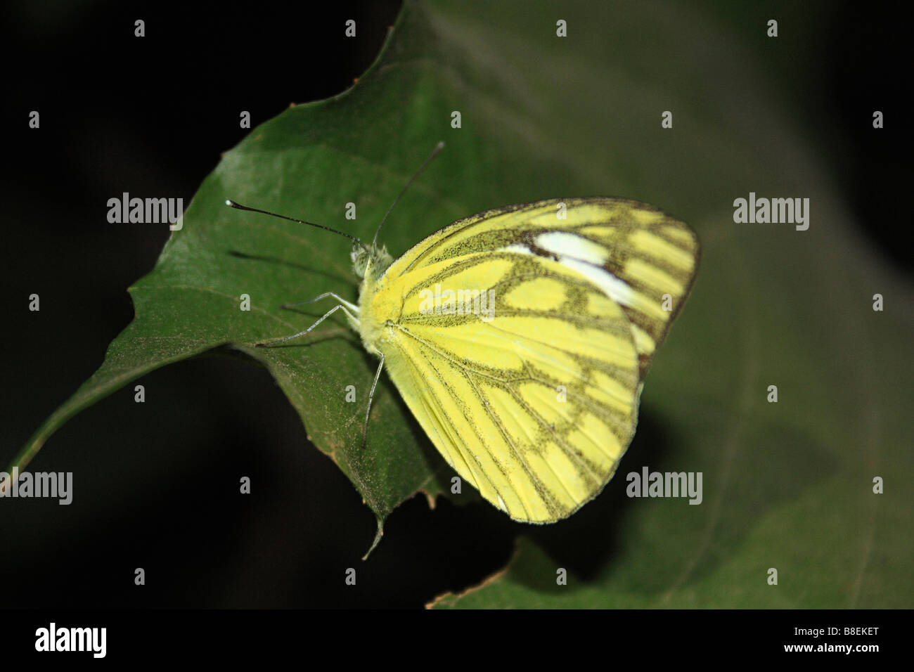 Common Gull Butterfly, Cepora nerissa, Pieridae , Aarey Milk Colony ...