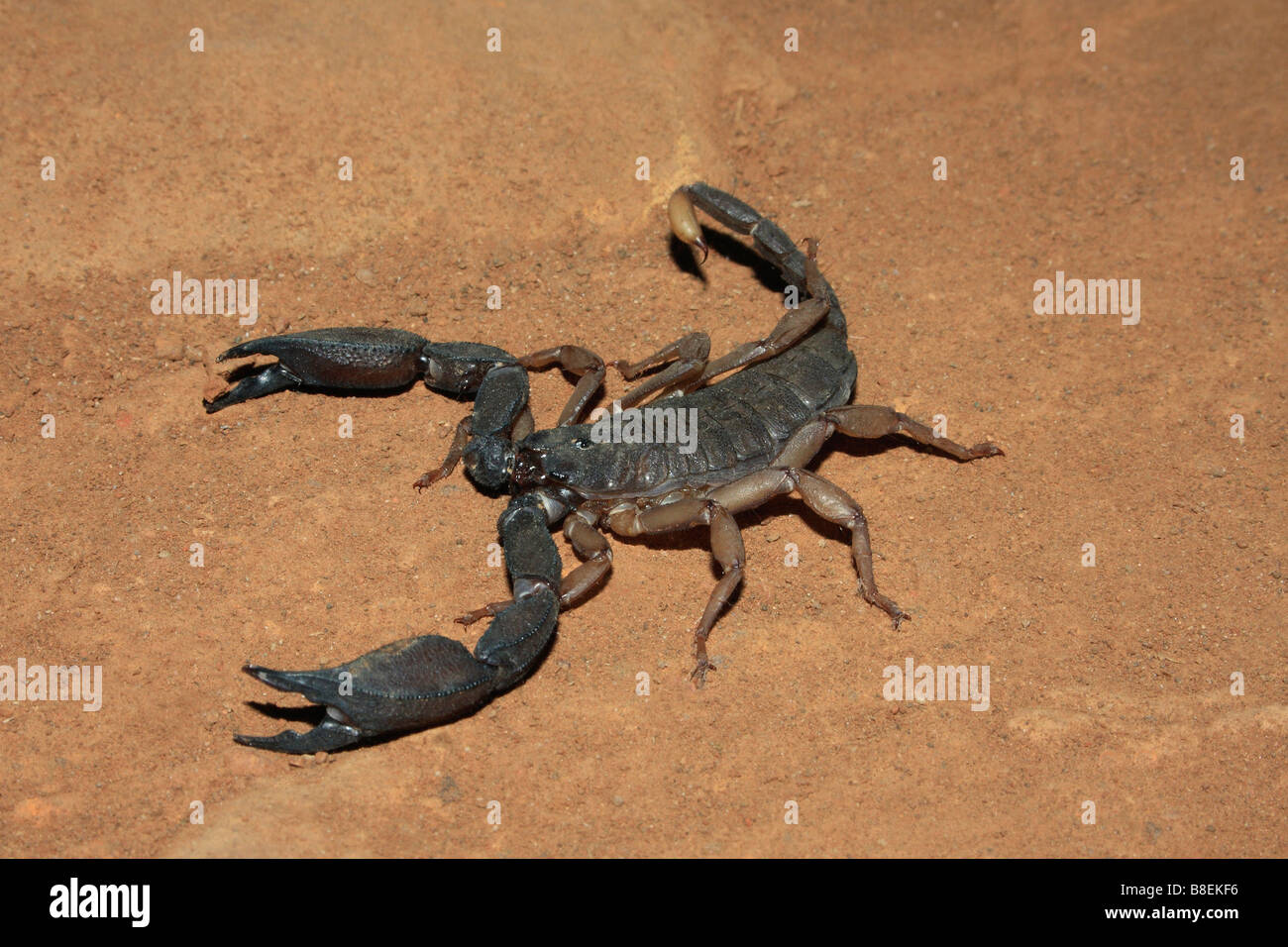 Elevator Ghost Scorpion