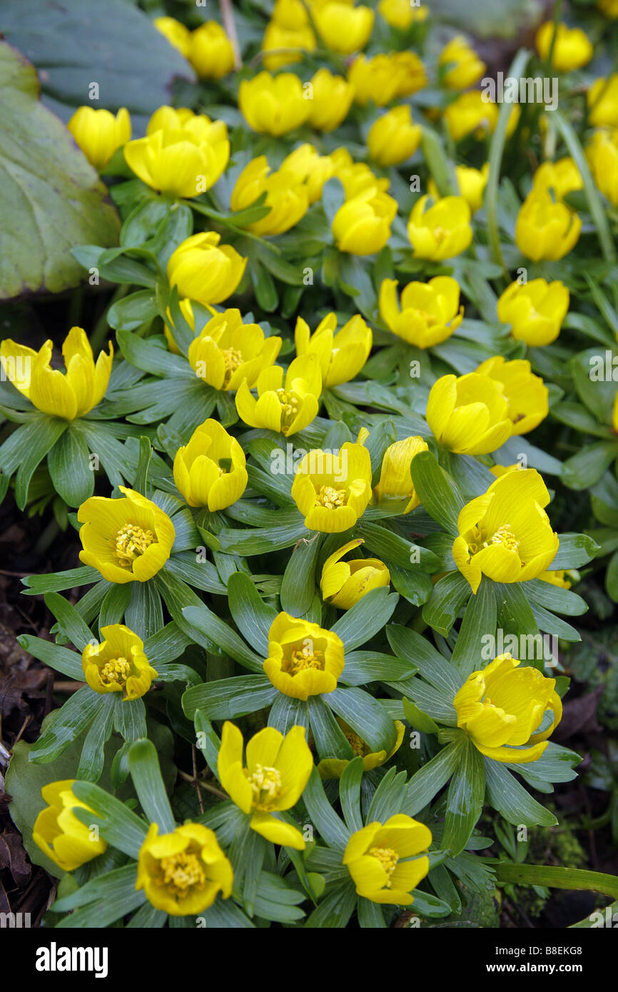 Eranthis Garden High Resolution Stock Photography and Images - Alamy