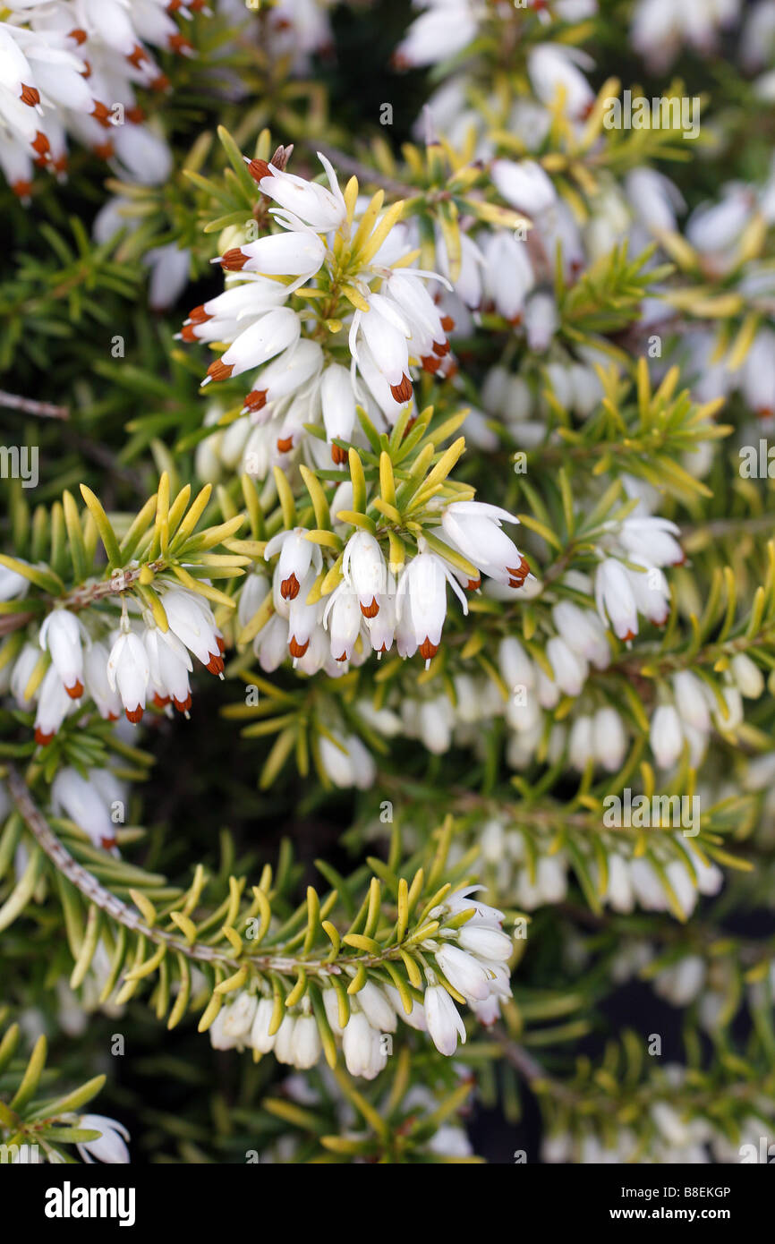 Erica golden starlet hi-res stock photography and images - Alamy