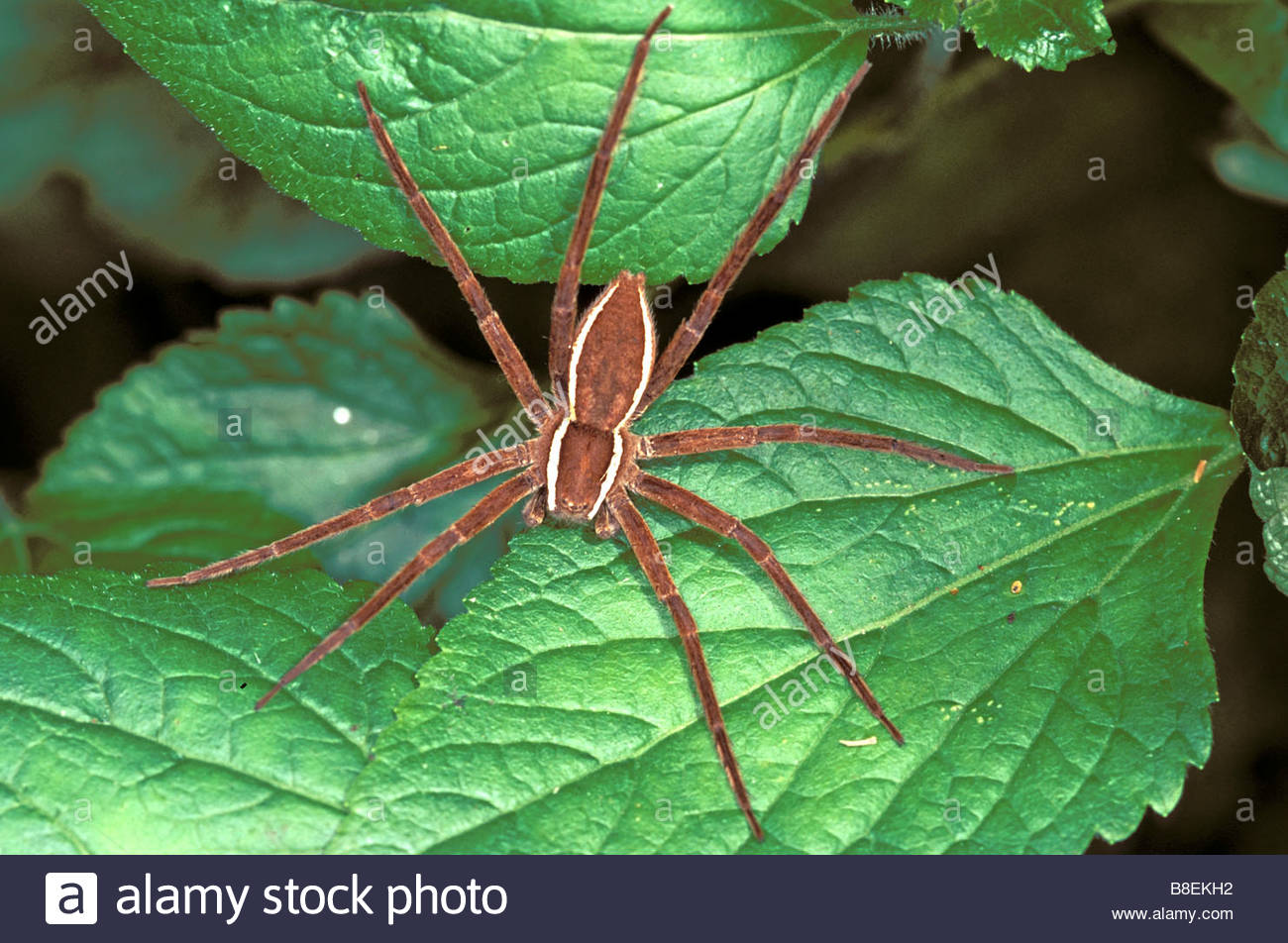Fishing Spiders Stock Photos & Fishing Spiders Stock Images - Alamy