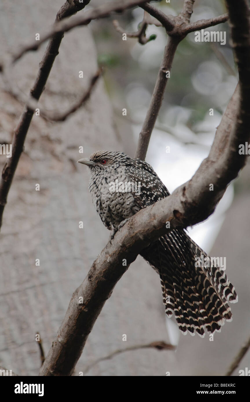 female Asian Koel Eudynamys scolopacea sitting on a tree Agra India ...