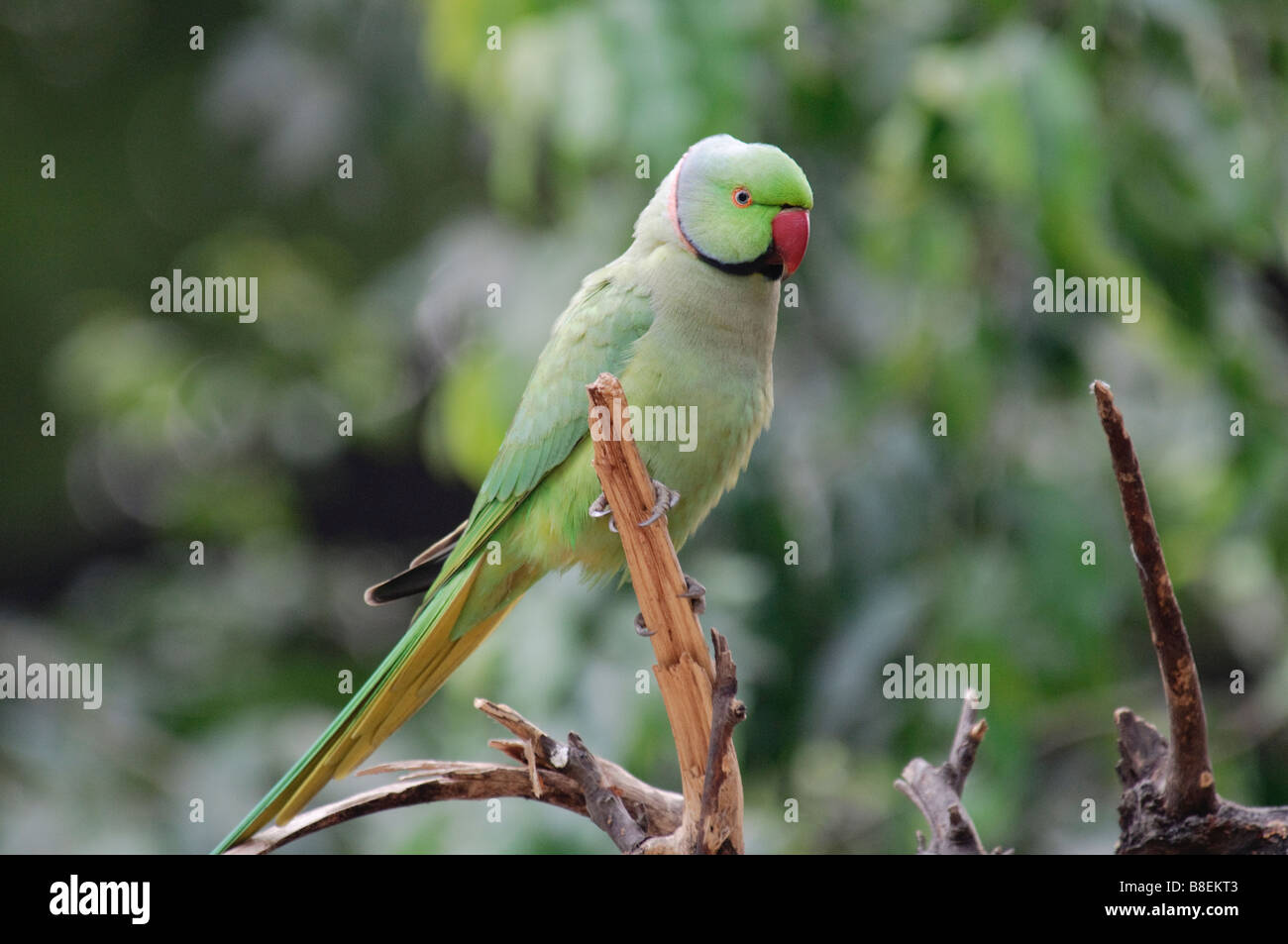 male Rose-ringed Parakeet Psittacula krameri sitting on a dead branch ...
