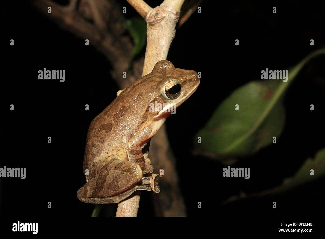 Common Tree Frog (Polypedates maculatus) Aarey Milk Colony, Mumbai ...