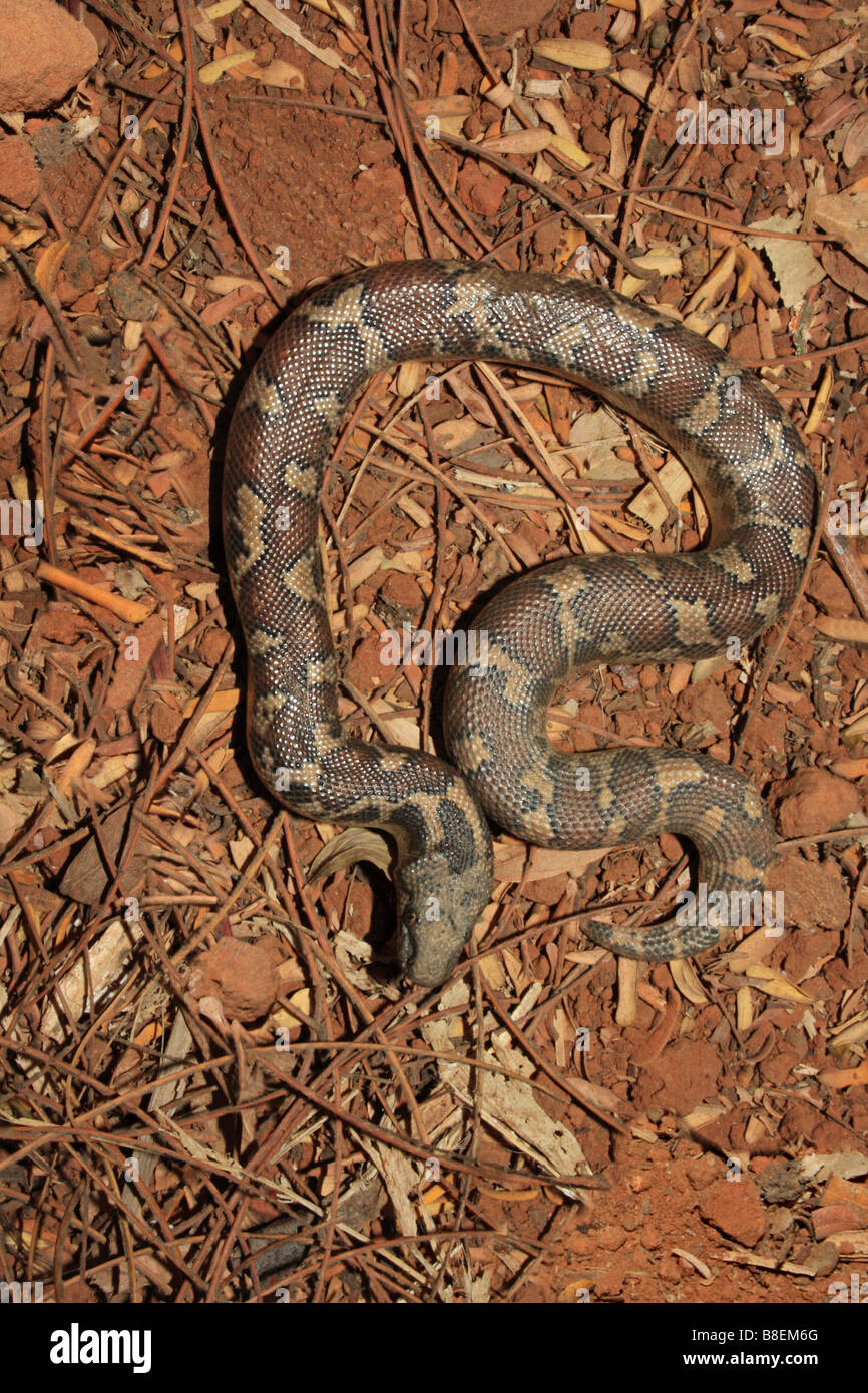 COMMON SAND BOA. Gongylophis conicus. non venomous, common Marol ...