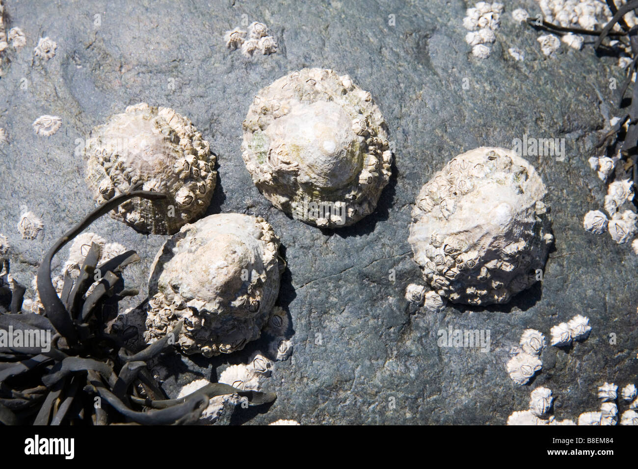 Seaweed clinging to the rocks hi-res stock photography and images - Alamy