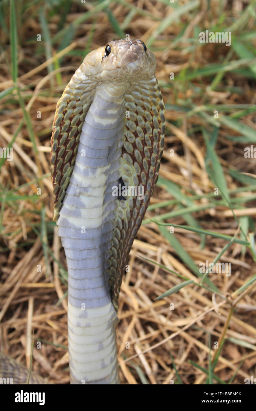 SPECTACLED COBRA. Naja naja. Venomous, common. Aarey Milk Colony ...