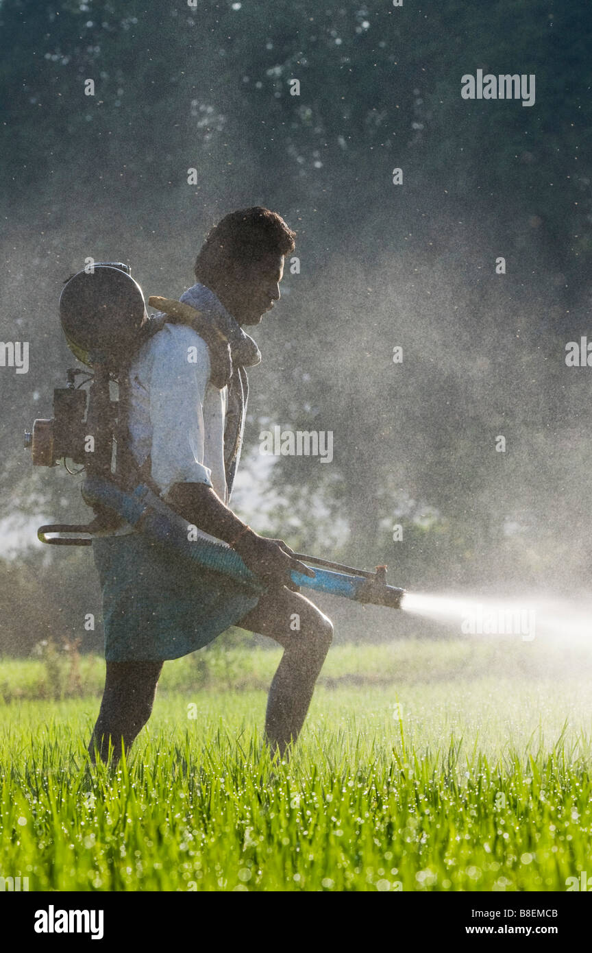 Indian man spraying a rice crop Stock Photo - Alamy