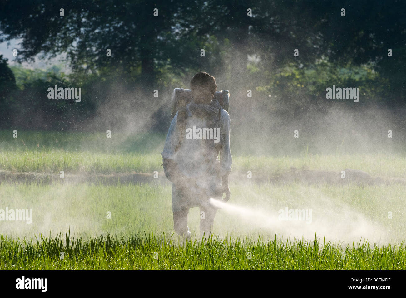 Indian man spraying a rice crop Stock Photo - Alamy