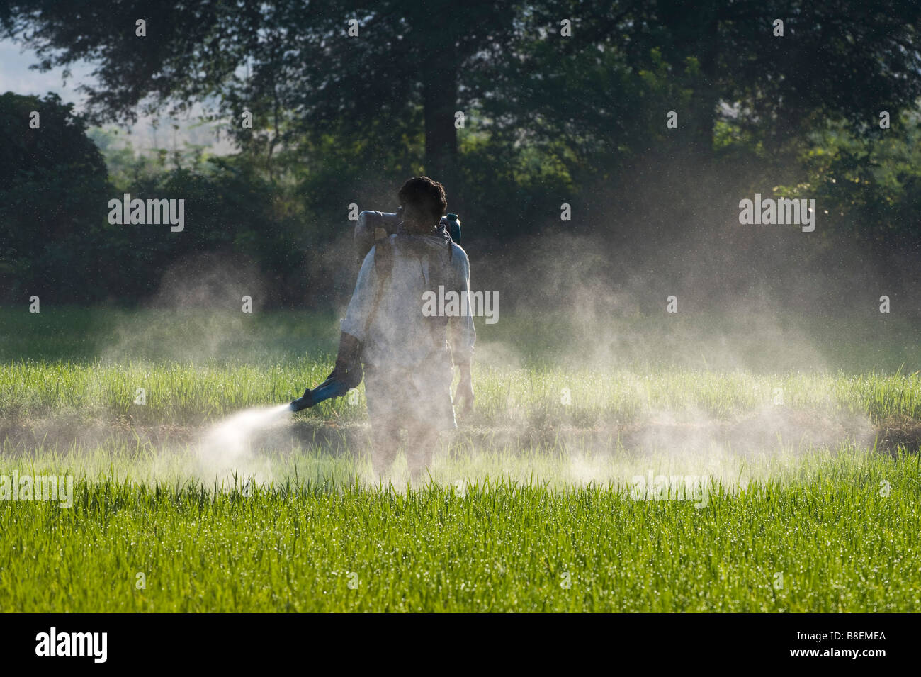 Indian man spraying a rice crop with pesticide. Andhra Pradesh, India ...
