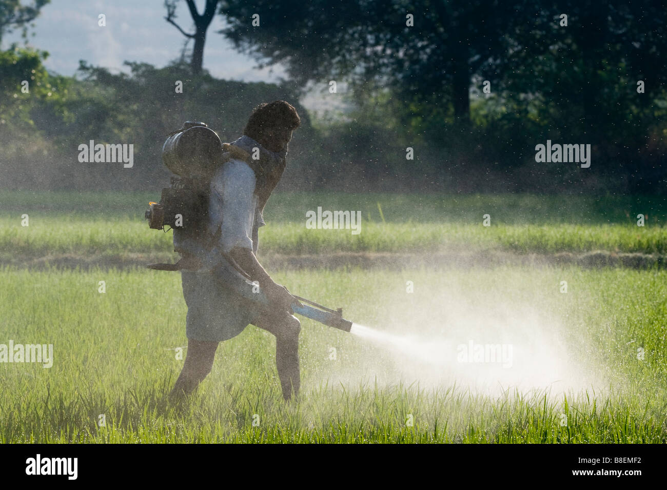 Indian man spraying a rice crop with pesticide. Andhra Pradesh, India ...