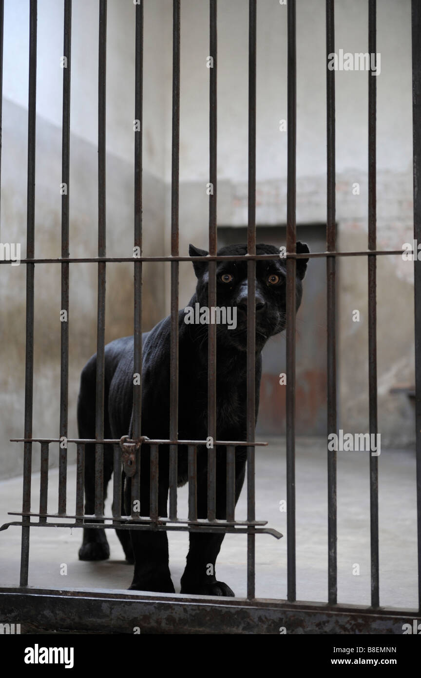Caged black panther in Beijing Zoo Stock Photo - Alamy