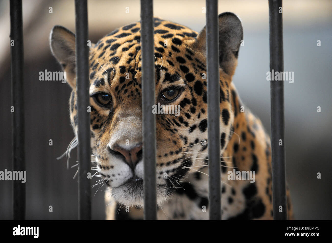 Sad captivity hi-res stock photography and images - Alamy