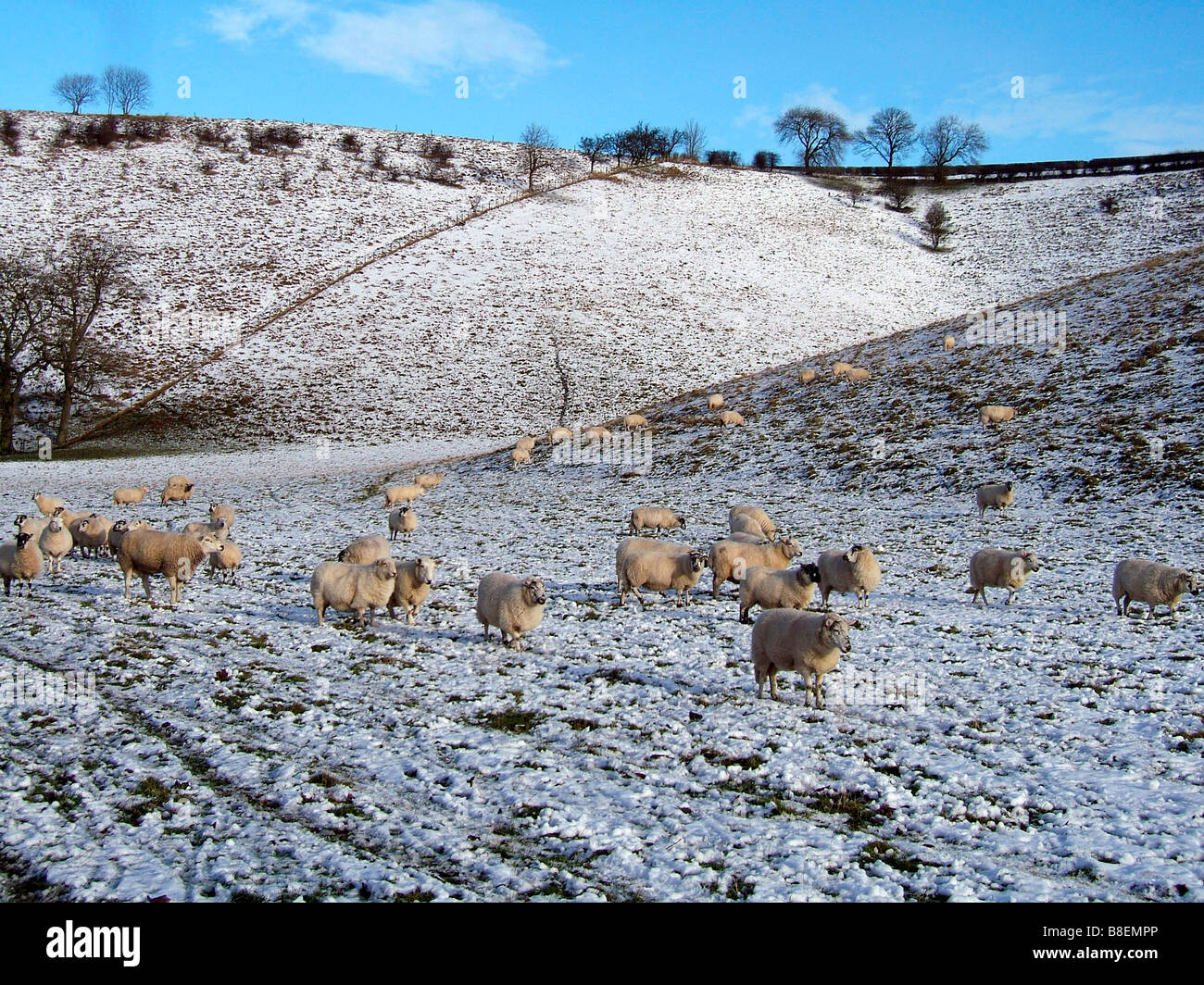 Sheep in winter snow in the Yorkshire Wolds Stock Photo - Alamy