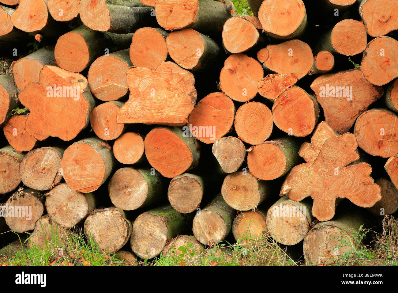 An end view of harvested beech logs showing the sawn ends Stock Photo ...