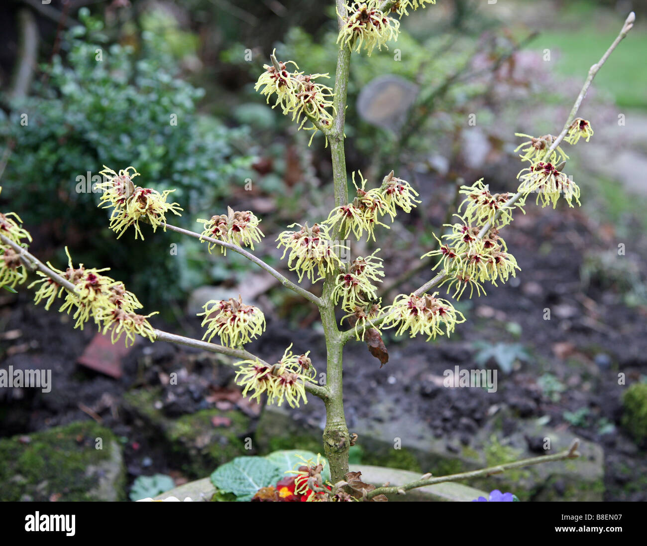 A Witch Hazel (Hamamelis x intermedia) "Orange Beauty" in flower Stock ...
