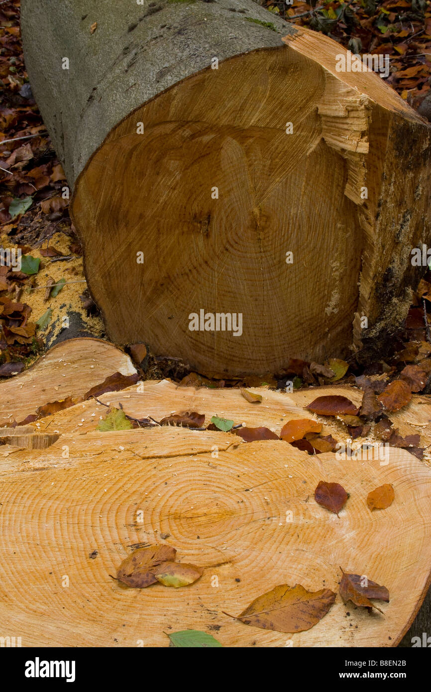 A picture of the stump and felled trunk of a beech tree Stock Photo - Alamy