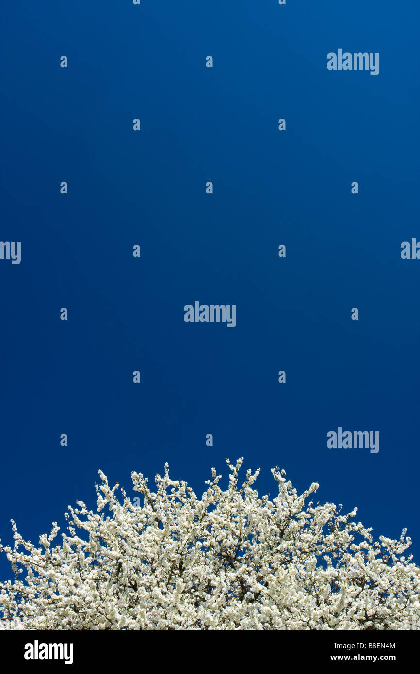 Flowering tree and blue sky Stock Photo - Alamy