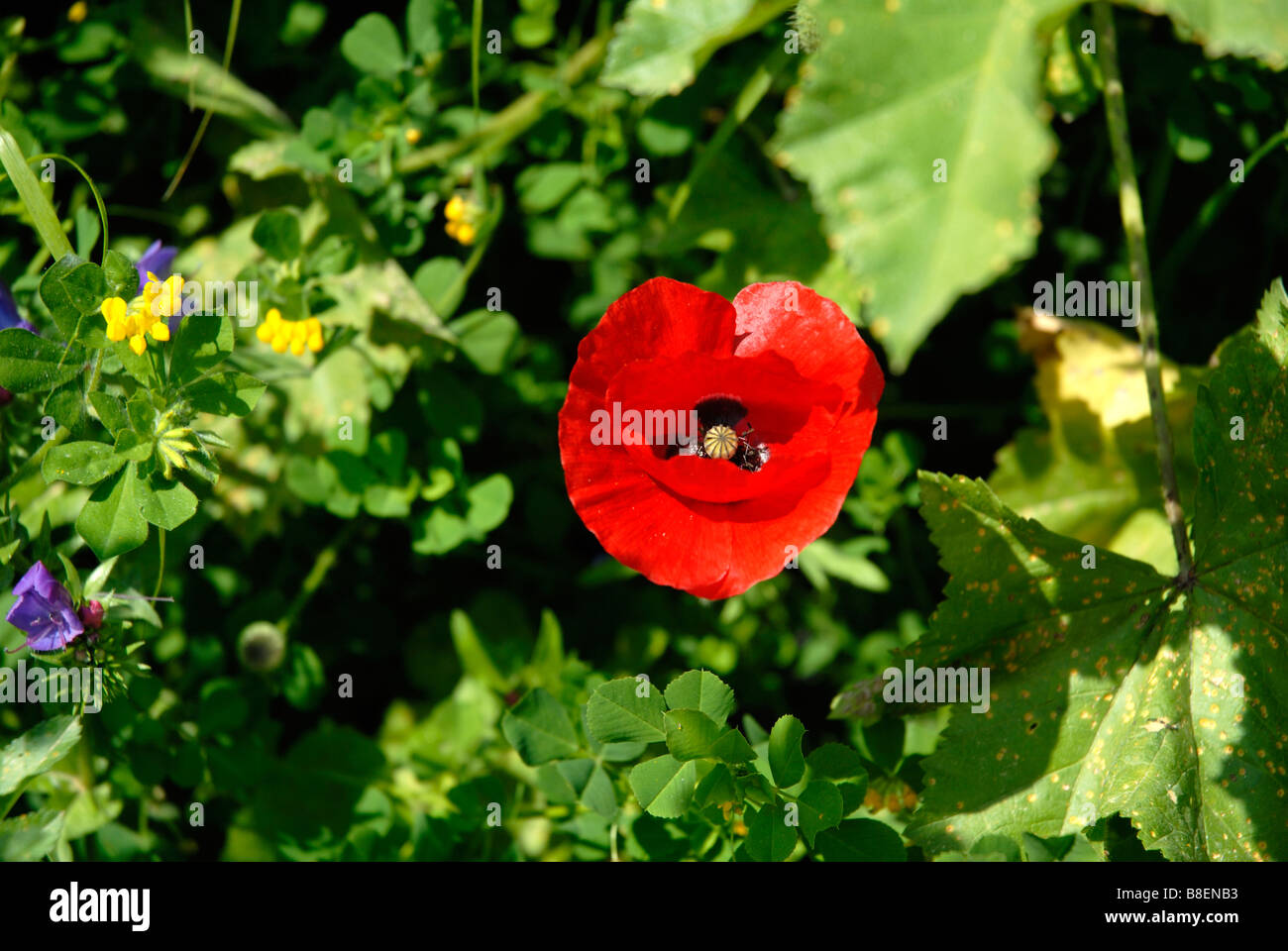 Beautiful poppy flowers dancing in hi-res stock photography and images ...