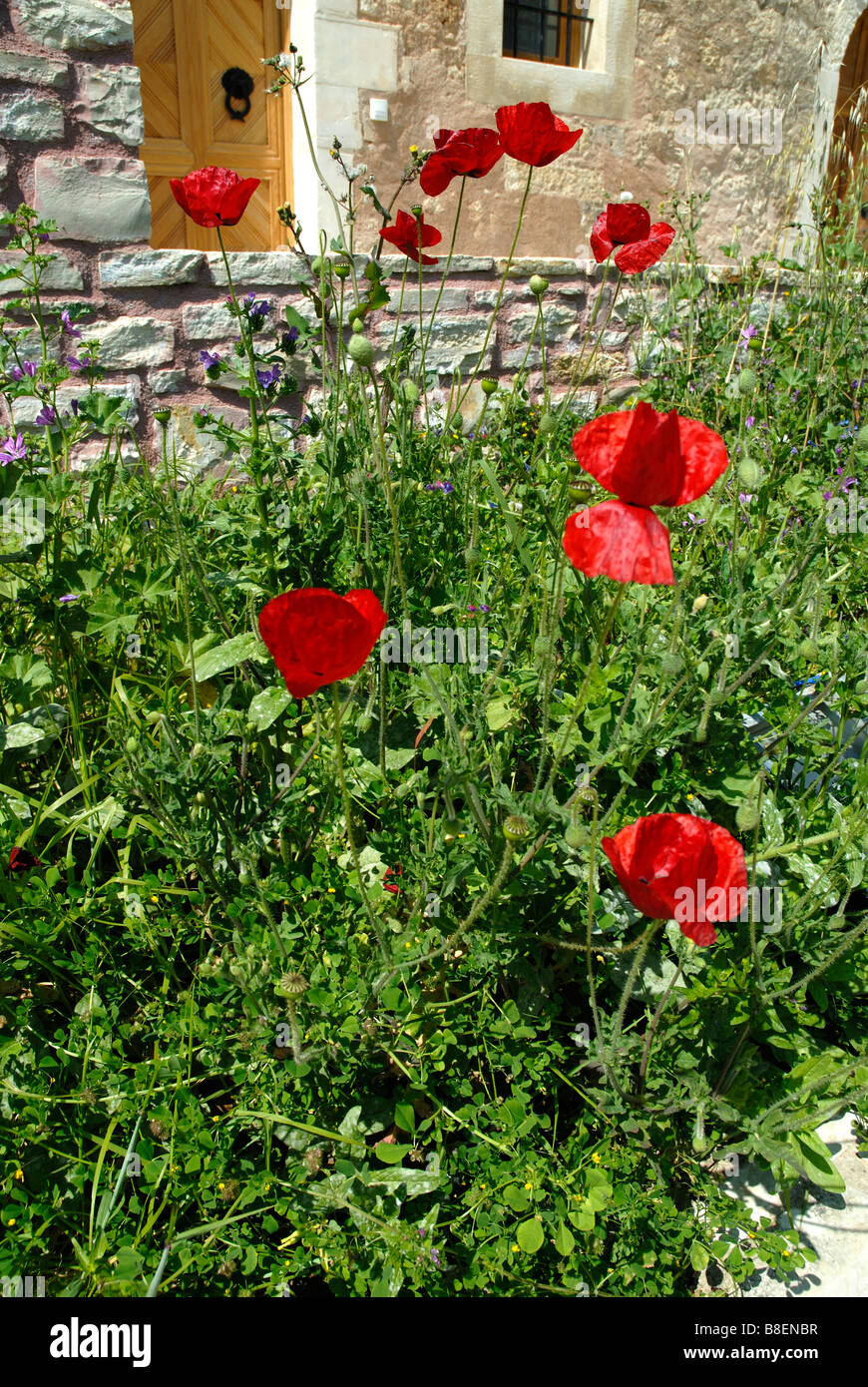 Crete in the Spring is covered with beautiful wild flowers making it a ...