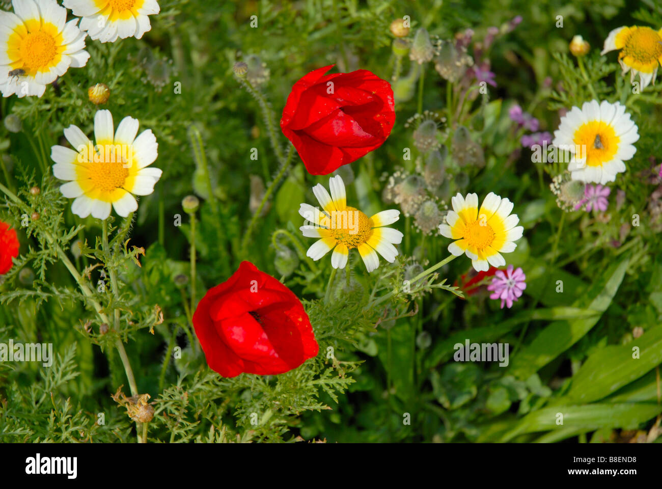 Crete in the Spring is covered with beautiful wild flowers making it a ...