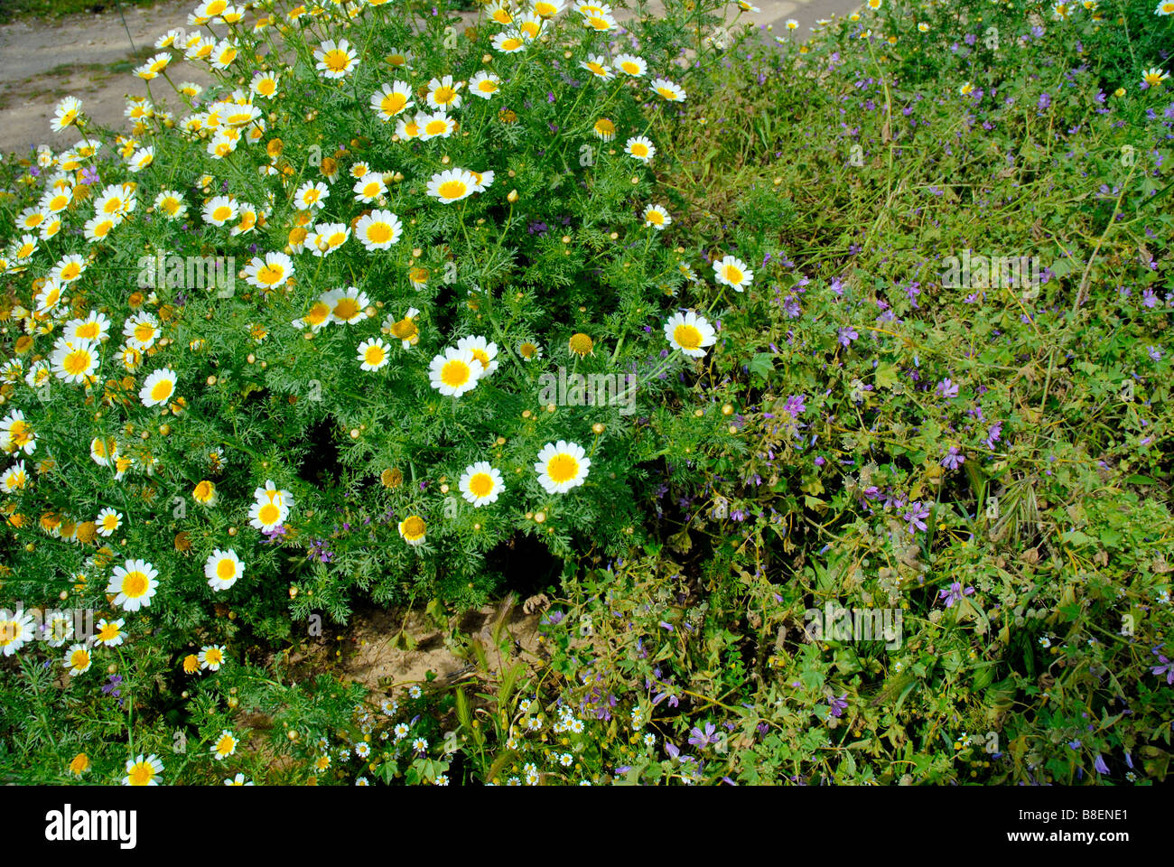 Linear a crete hi-res stock photography and images - Alamy