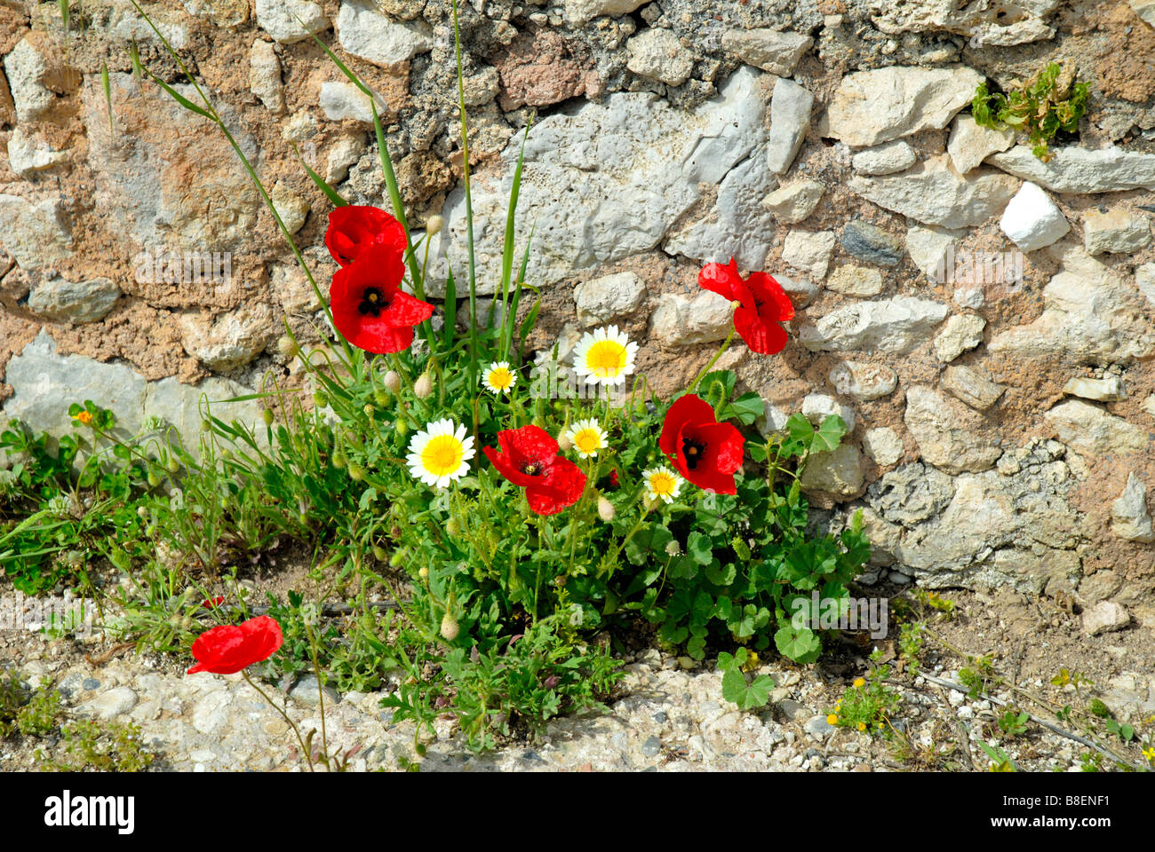 Crete in the Spring is covered with beautiful wild flowers making it a ...