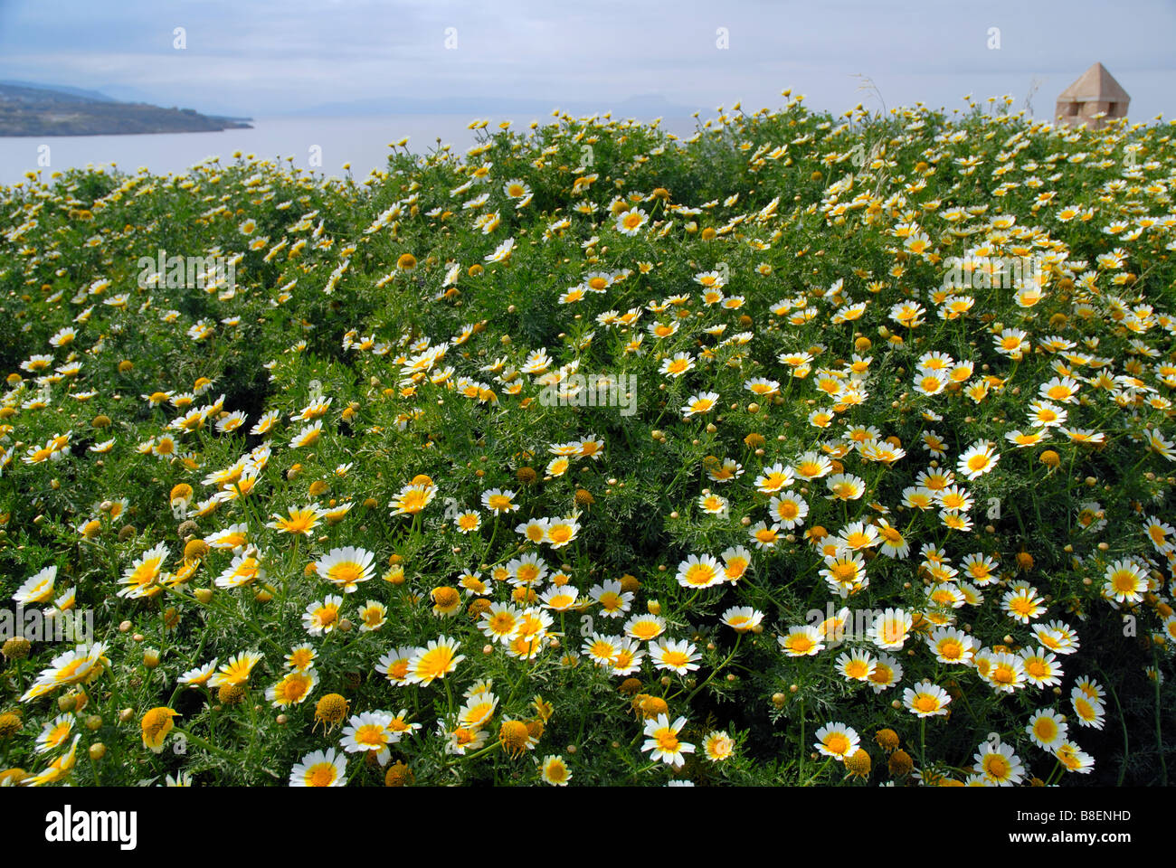 Crete in the Spring is covered with beautiful wild flowers making it a ...