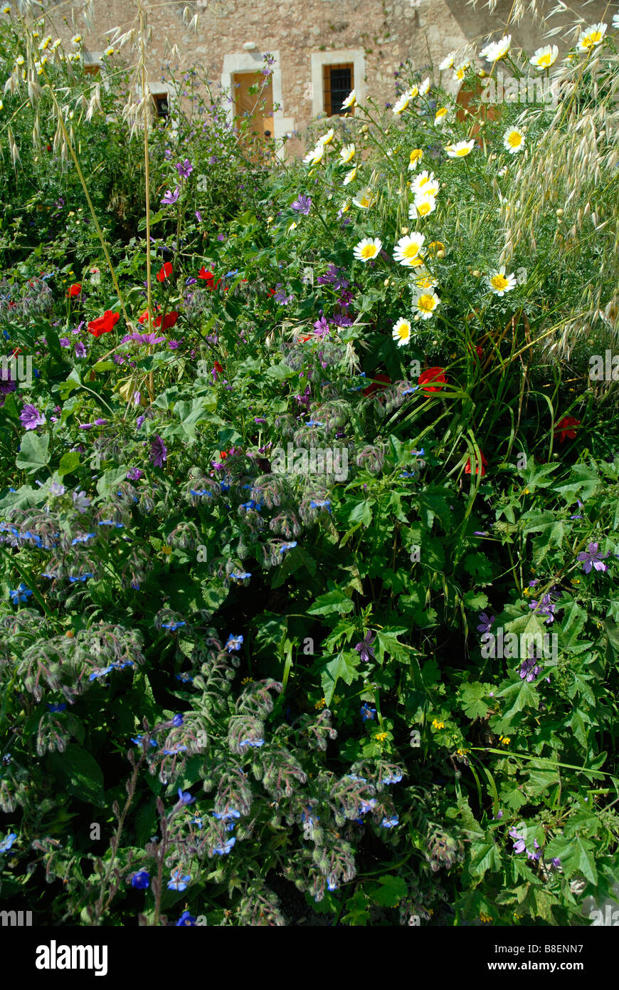 Crete in the Spring is covered with beautiful wild flowers making it a ...