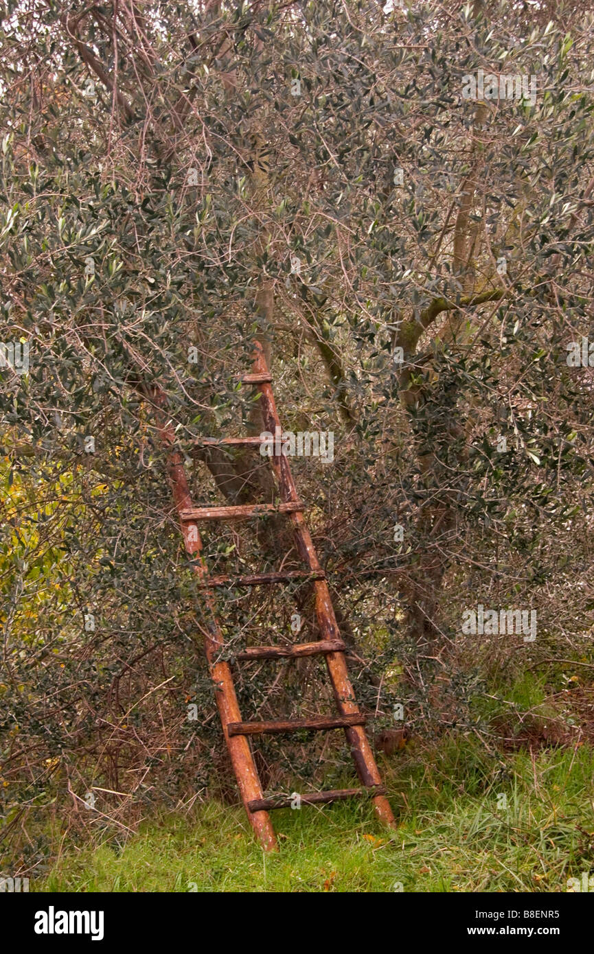An old-fashioned wooden ladder lonesomely leans into the branches of an ...