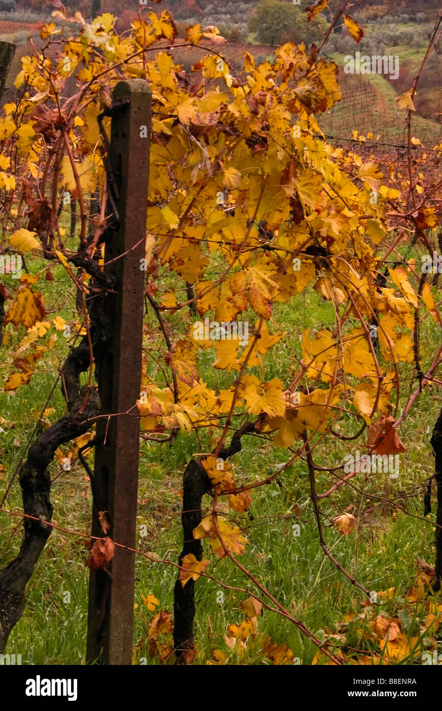 Grape vines glow with golden fall color in late autumn in a Tuscan ...