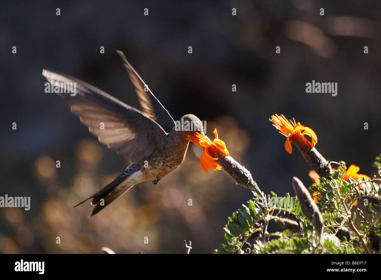Float condor hi-res stock photography and images - Alamy