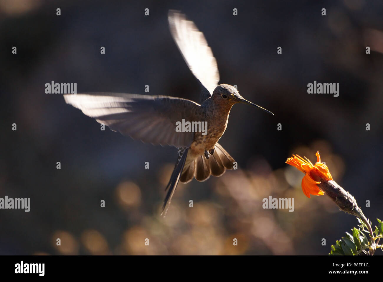 Float condor hi-res stock photography and images - Alamy