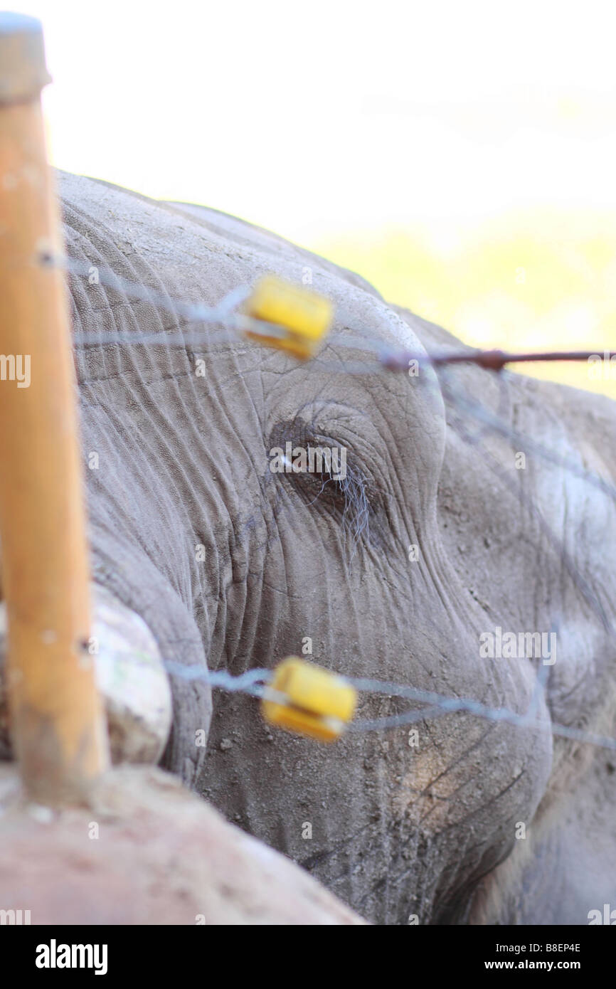 Elephant's detail (eye) in the zoo. Barranquilla, Atantico, atlantic ...