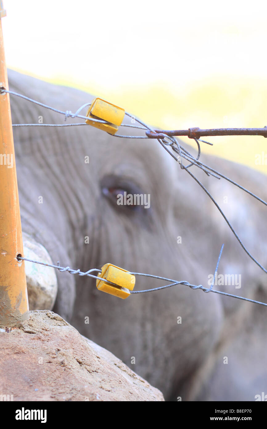 Elephant's detail (eye) in the zoo. Barranquilla, Atantico, atlantic ...
