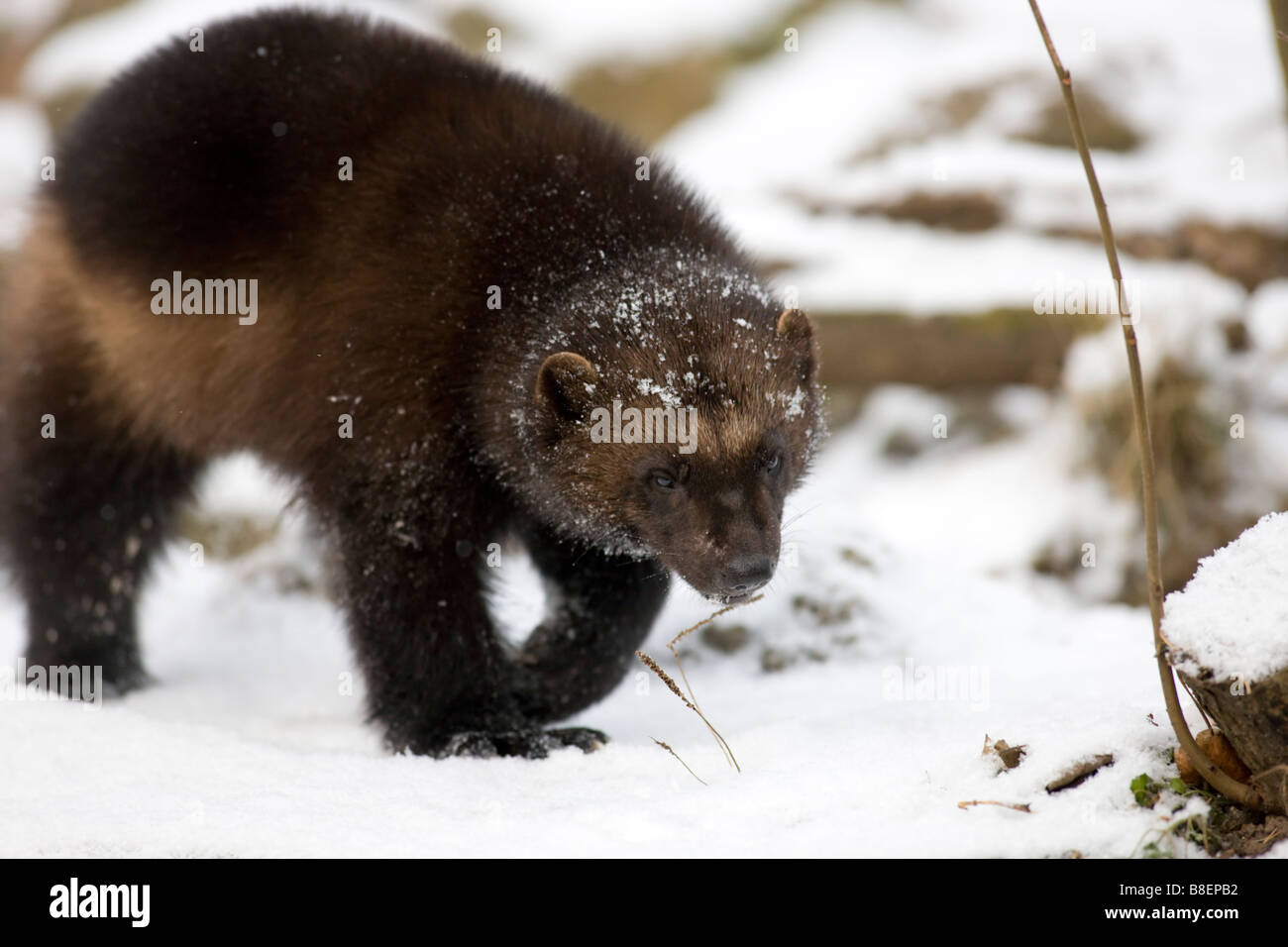 Wolverine (Gulo gulo Stock Photo - Alamy